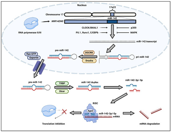 miR-142: A Master Regulator in Hematological Malignancies and ...