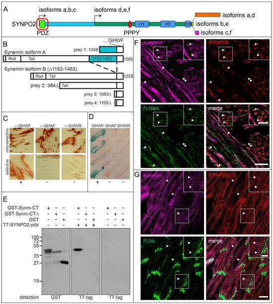 Cells | Free Full-Text | Synaptopodin-2 Isoforms Have Specific Binding ...