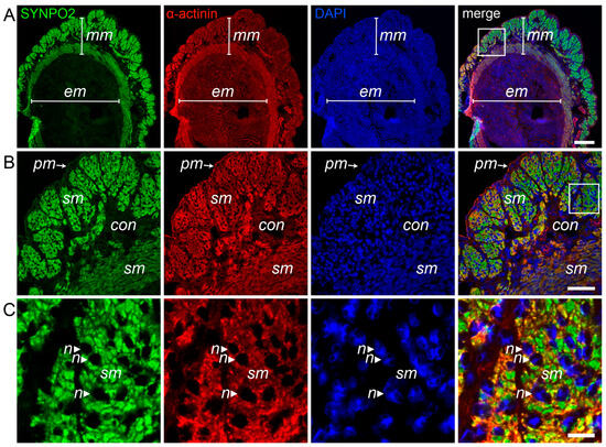 Cells | Free Full-Text | Synaptopodin-2 Isoforms Have Specific Binding ...