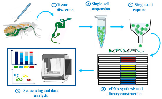 Insect Insights at the Single-Cell Level: Technologies and Applications