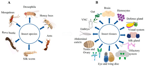 Insect Insights at the Single-Cell Level: Technologies and Applications