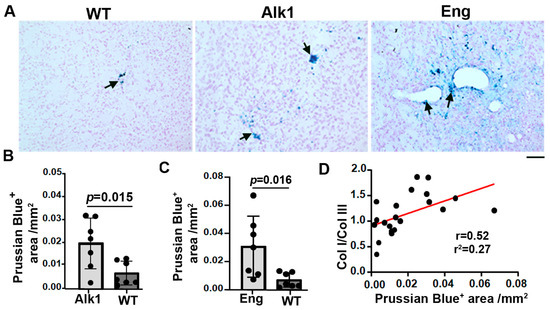 Increased Collagen I/Collagen III Ratio Is Associated with Hemorrhage ...