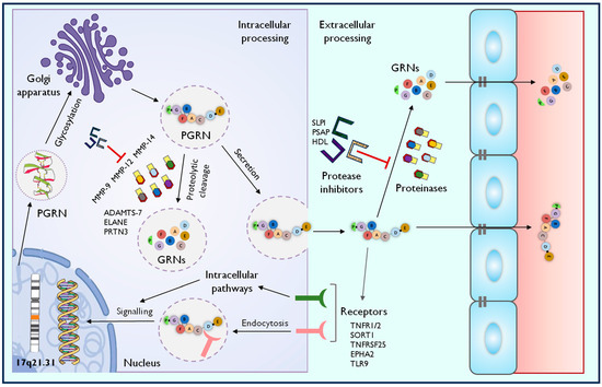 The Role of Progranulin (PGRN) in the Pathogenesis of Glioblastoma ...