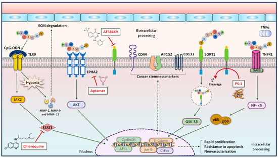The Role of Progranulin (PGRN) in the Pathogenesis of Glioblastoma ...