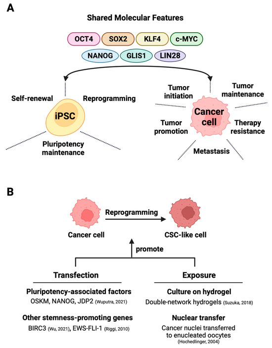Interconversion of Cancer Cells and Induced Pluripotent Stem Cells