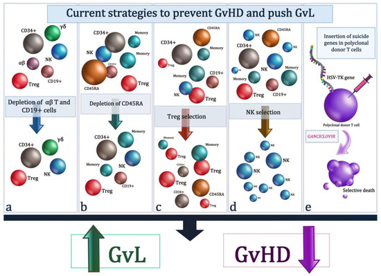 Cells | Free Full-Text | Cellular Strategies for Separating GvHD from ...