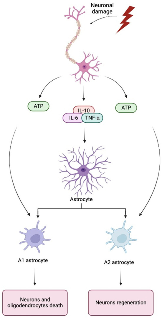 Astroglial Cells: Emerging Therapeutic Targets in the Management of ...