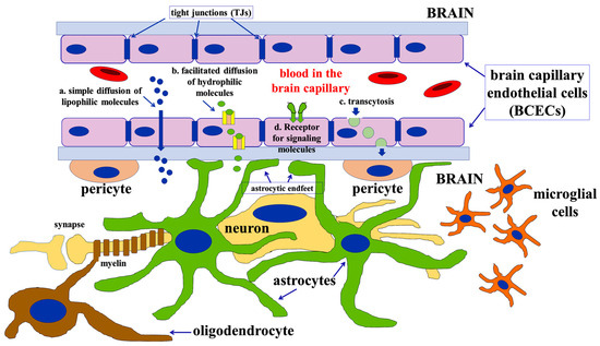 Involvement of Astrocytes in the Formation, Maintenance, and Function ...
