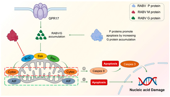 Cells | Free Full-Text | Autophagy and Apoptosis in Rabies Virus ...