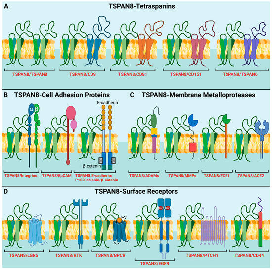 Molecular Regulation and Oncogenic Functions of TSPAN8