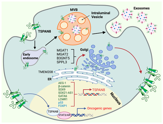 Molecular Regulation and Oncogenic Functions of TSPAN8