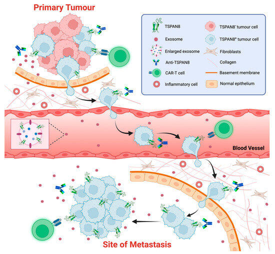 Molecular Regulation and Oncogenic Functions of TSPAN8