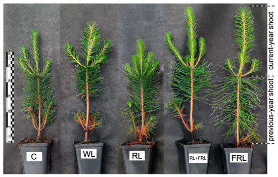 Influence of Additional White, Red and Far-Red Light on Growth ...