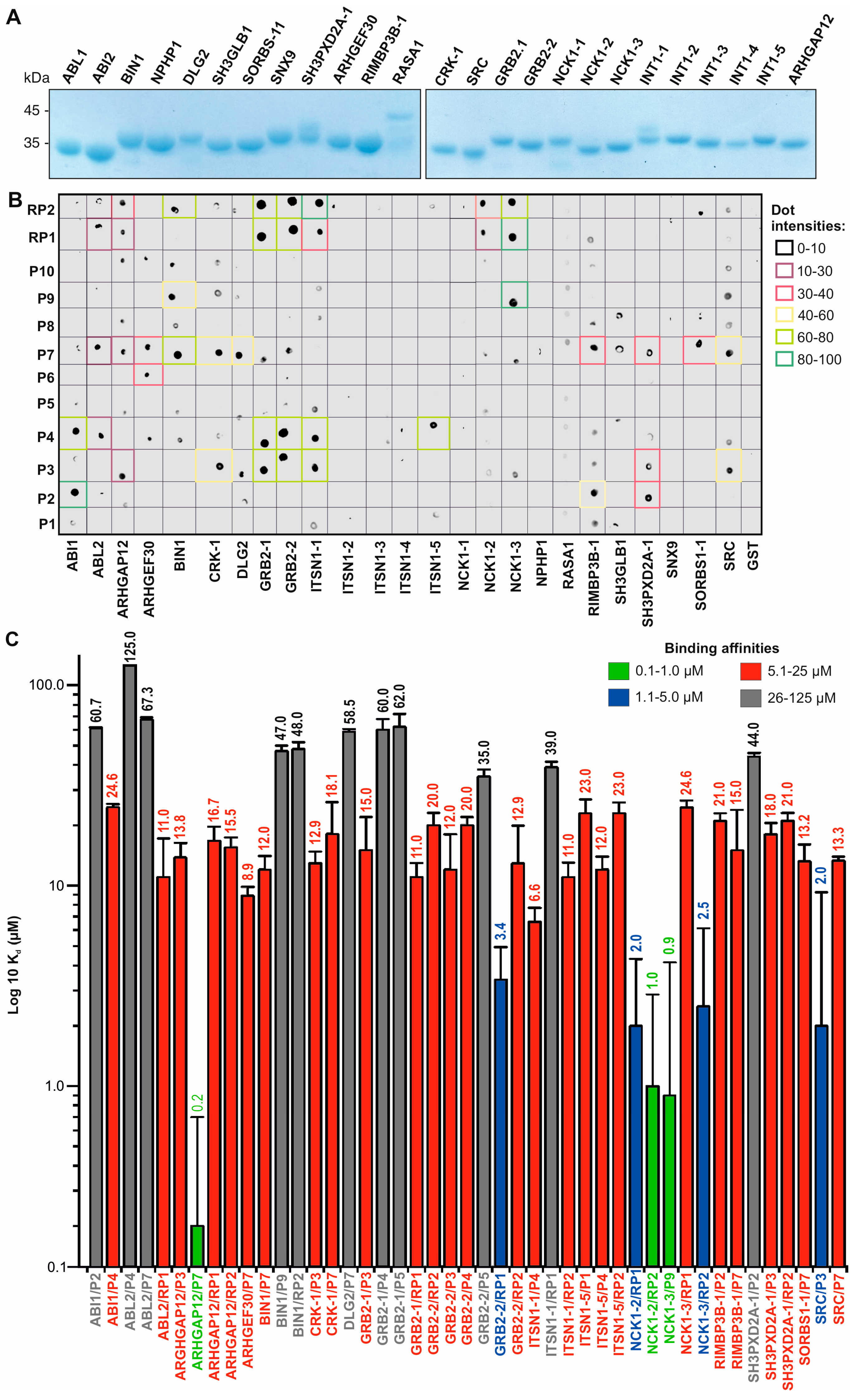 Functional Classification and Interaction Selectivity Landscape of the ...