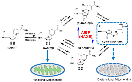 AIBP: A New Safeguard against Glaucomatous Neuroinflammation