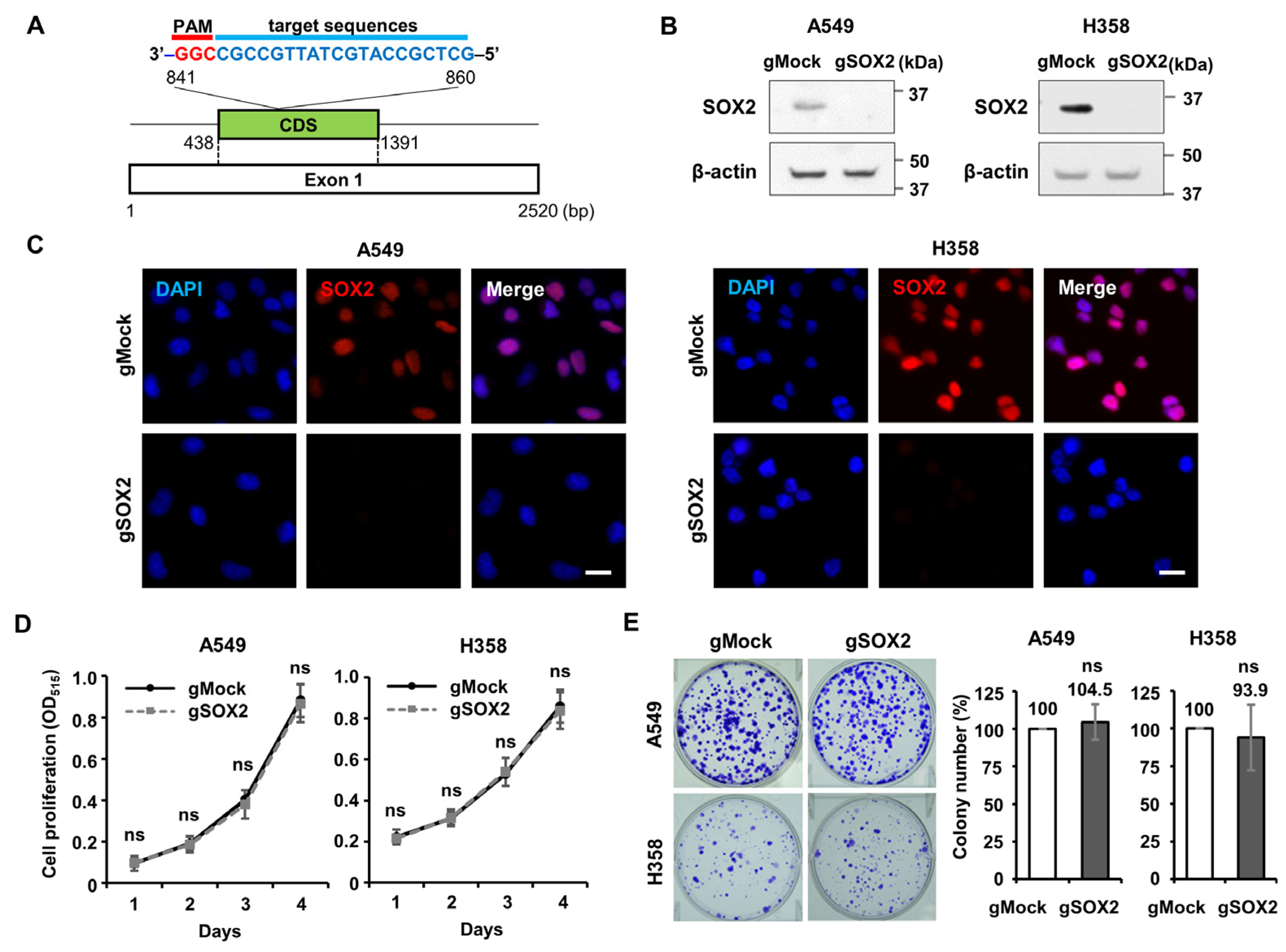 SOX2 Expression Does Not Guarantee Cancer Stem Cell-like ...