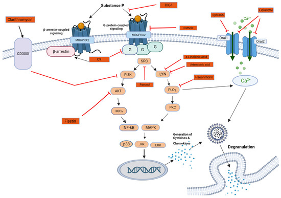 Beyond Allergies—Updates on The Role of Mas-Related G-Protein-Coupled ...