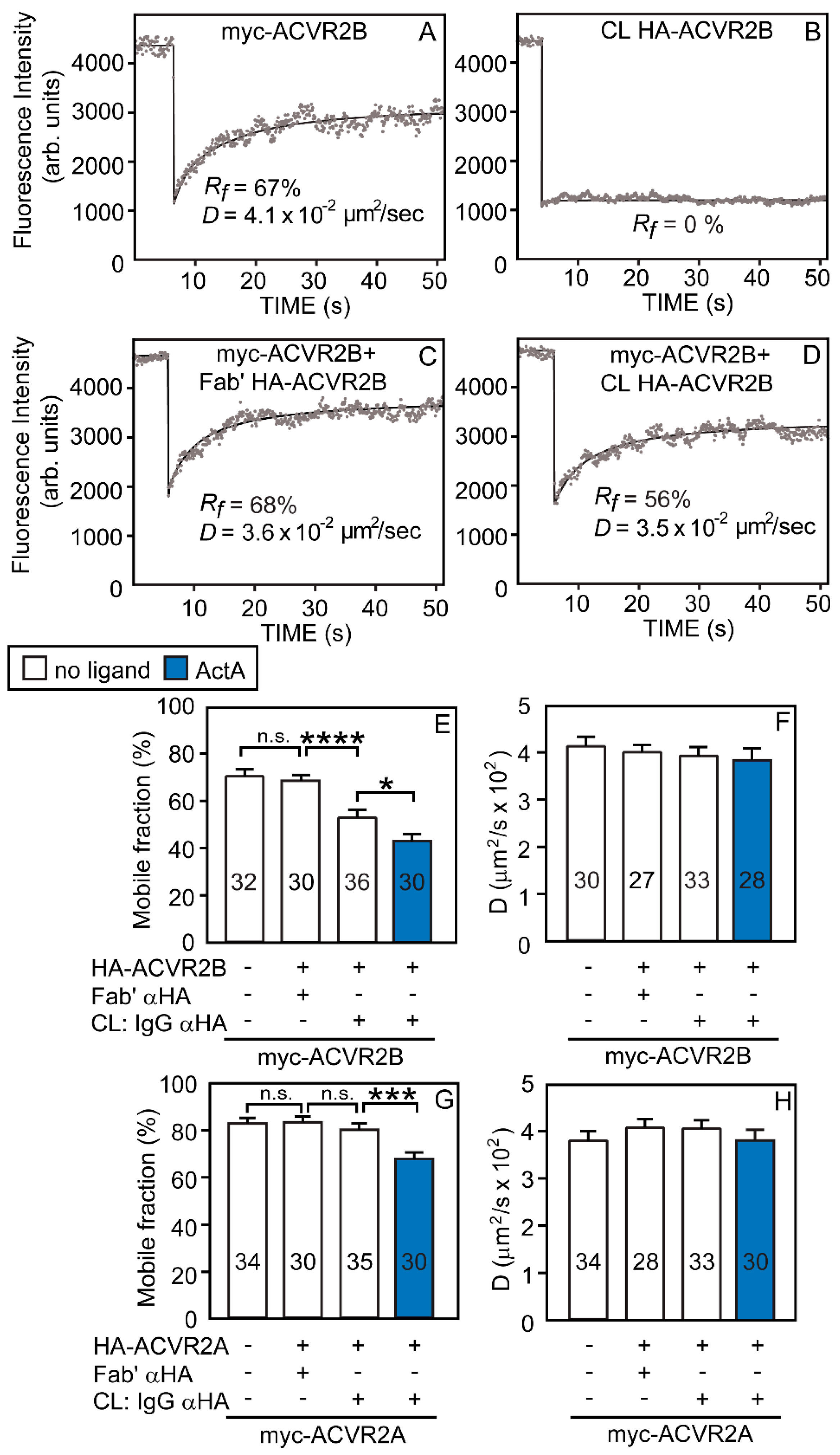Cells | Free Full-Text | The Activation of the Fibrodysplasia ...