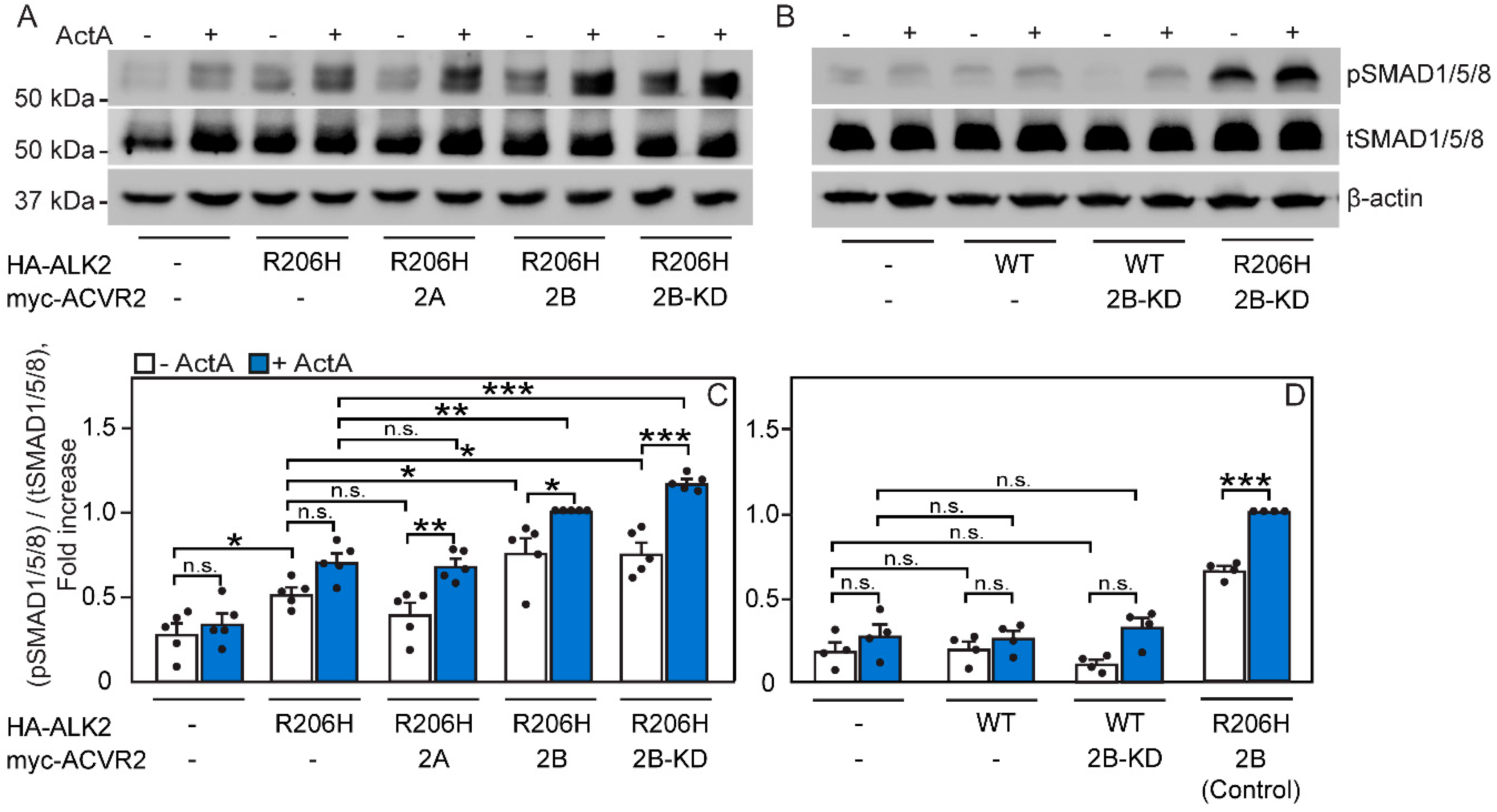 Cells | Free Full-Text | The Activation of the Fibrodysplasia ...