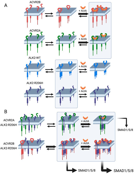 Cells | Free Full-Text | The Activation of the Fibrodysplasia ...