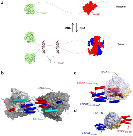 The Impact of Lens Epithelium-Derived Growth Factor p75 Dimerization on ...