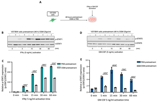 Oncostatin M and STAT3 Signaling Pathways Support Human Trophoblast ...