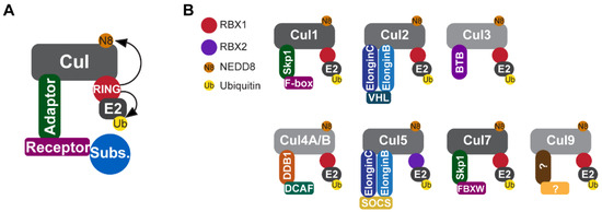 Emerging Roles of Cullin-RING Ubiquitin Ligases in Cardiac Development