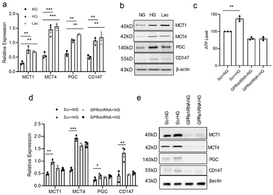 High Glucose Levels Promote Switch to Synthetic Vascular Smooth Muscle ...