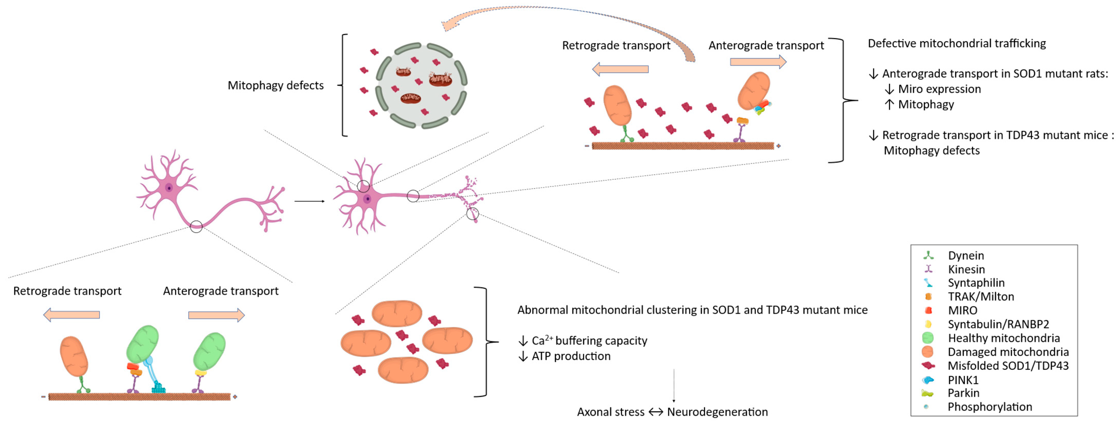 Cells | Free Full-Text | Mitochondria: A Promising Convergent Target for the Treatment of ...