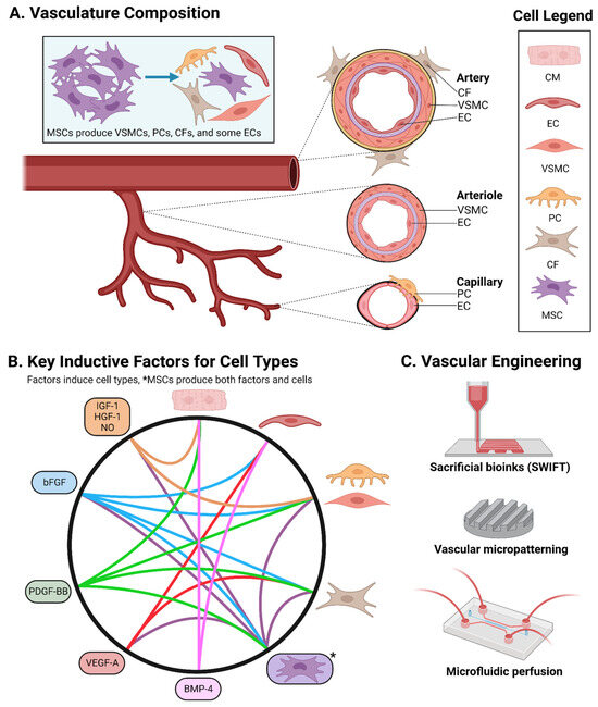 Cells | Free Full-Text | Advances in the Generation of Constructed ...