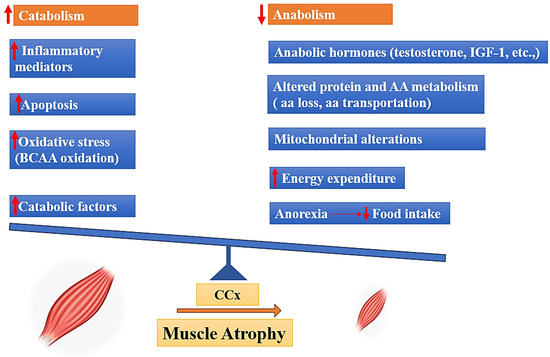 Cells | Free Full-Text | Molecular Mechanisms of Cachexia: A Review