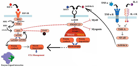 Cells | Free Full-Text | Molecular Mechanisms of Cachexia: A Review