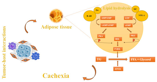 Cells | Free Full-Text | Molecular Mechanisms of Cachexia: A Review