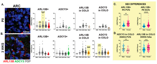 Postnatal Dynamic Ciliary ARL13B and ADCY3 Localization in the Mouse Brain
