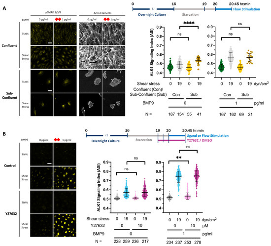 Cells | Free Full-Text | Shear Stress and Sub-Femtomolar Levels of ...