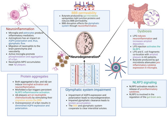 Glymphatic System Pathology and Neuroinflammation as Two Risk Factors ...