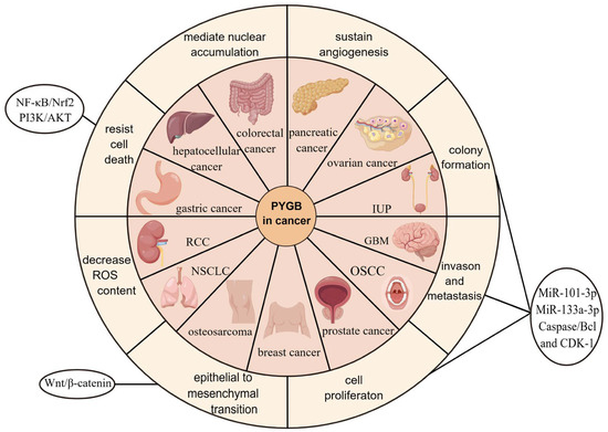 Brain-Type Glycogen Phosphorylase (PYGB) in the Pathologies of Diseases ...