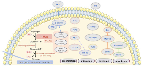 Brain-Type Glycogen Phosphorylase (PYGB) in the Pathologies of Diseases ...