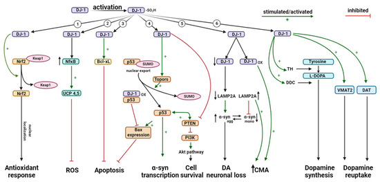 Pathogenesis of DJ-1/PARK7-Mediated Parkinson’s Disease