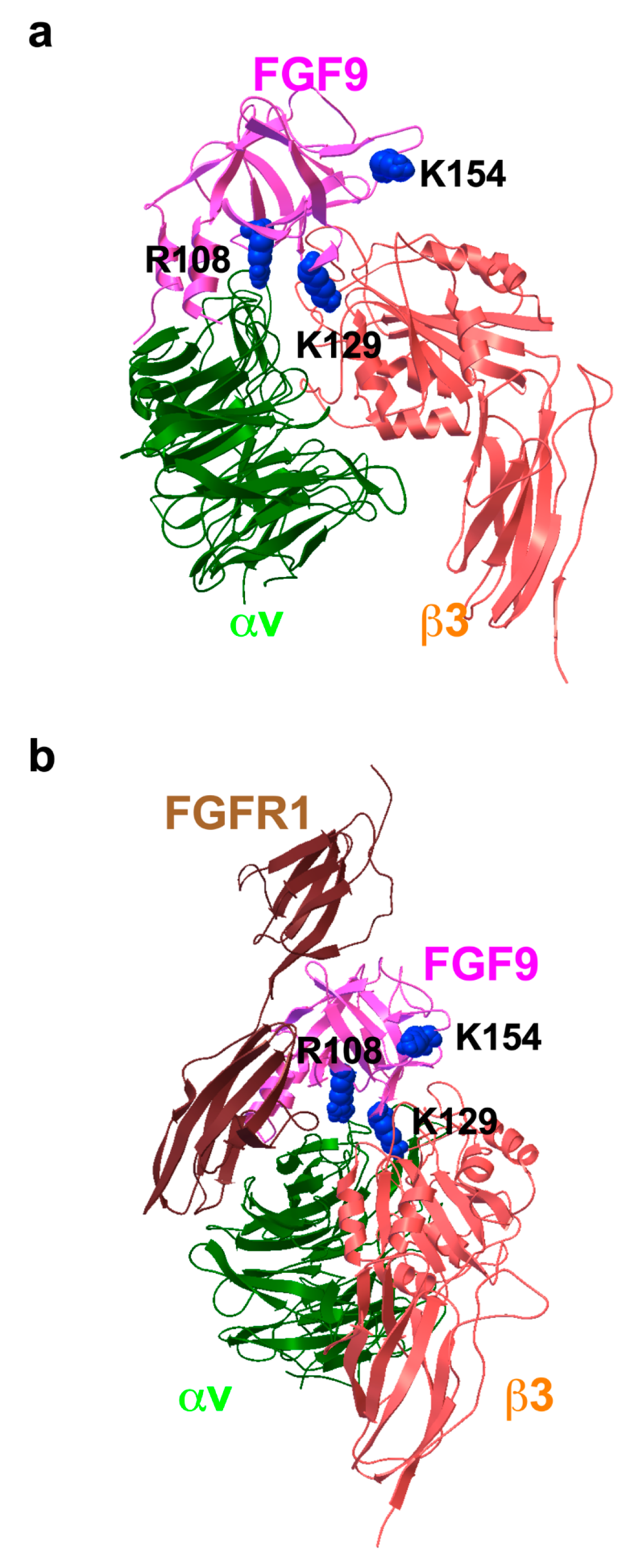 FGF9, a Potent Mitogen, Is a New Ligand for Integrin αvβ3, and the FGF9 ...