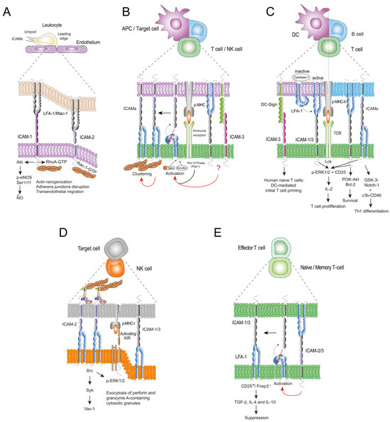 ICAMs in Immunity, Intercellular Adhesion and Communication