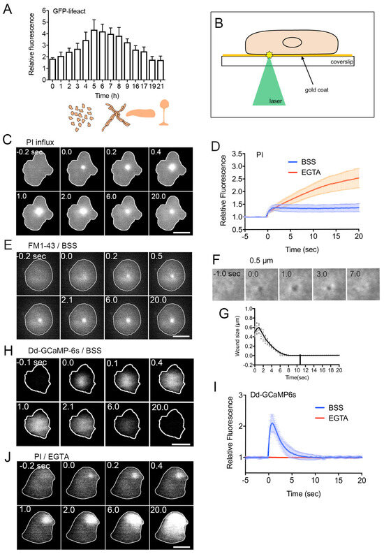Cells | Free Full-Text | Wound Repair of the Cell Membrane: Lessons ...