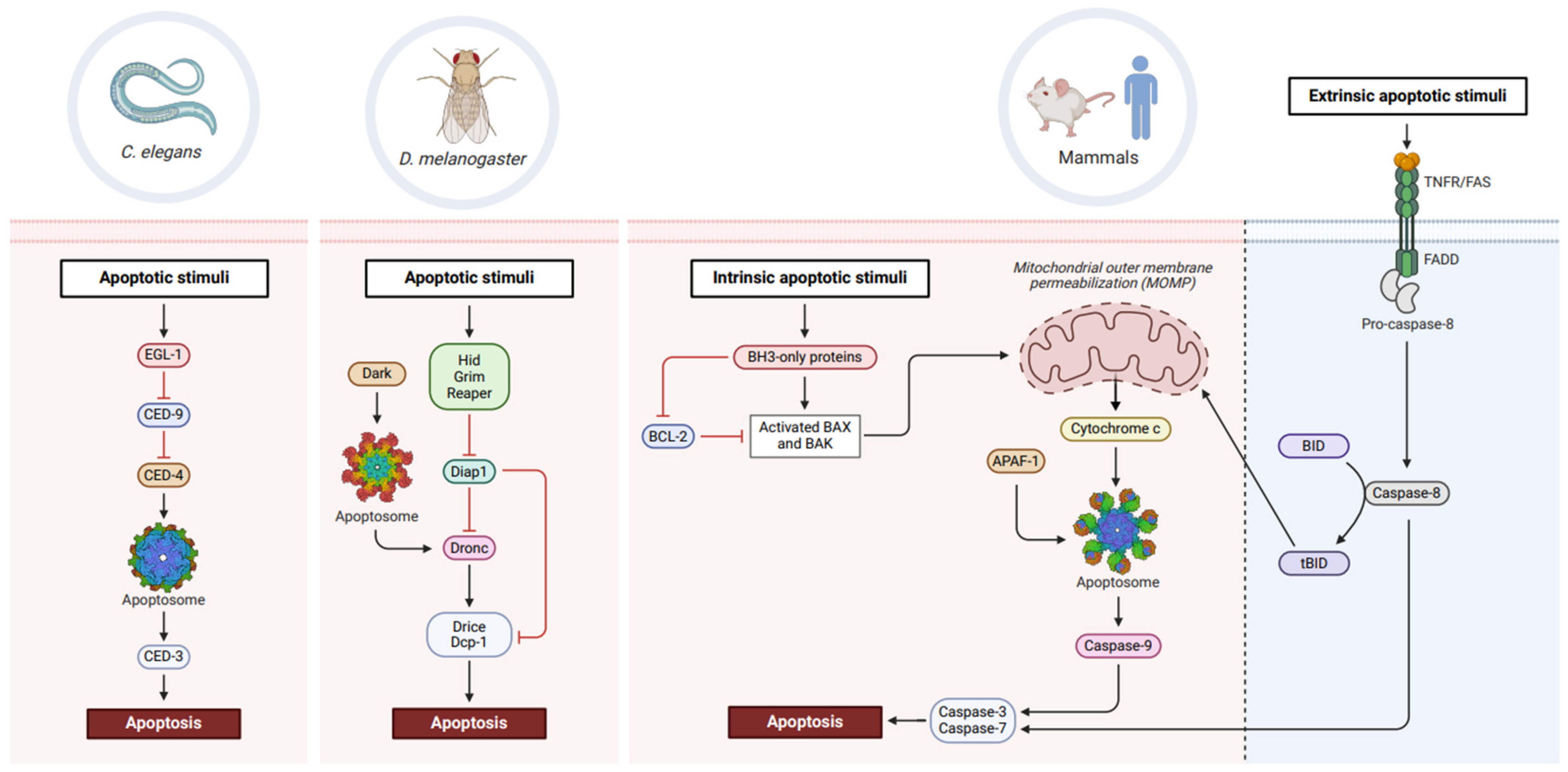 Understanding Developmental Cell Death Using Drosophila as a Model System