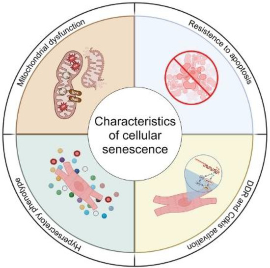 Cellular Senescence, Mitochondrial Dysfunction, and Their Link to ...