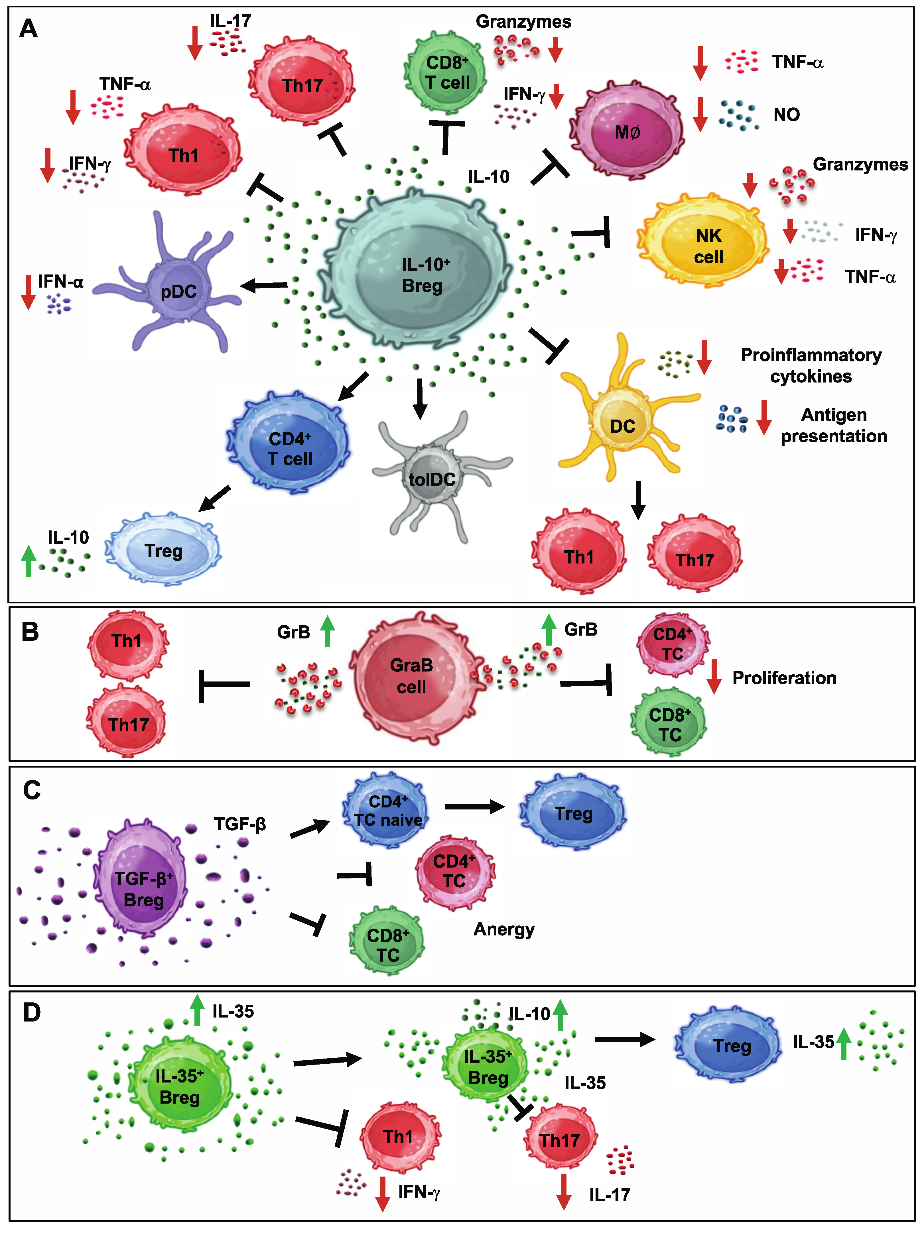 Cells | Free Full-Text | Regulatory B Cells—Immunopathological and Prognostic Potential in Humans