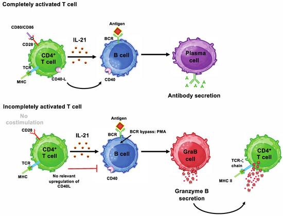Cells | Free Full-Text | Regulatory B Cells—Immunopathological and Prognostic Potential in Humans