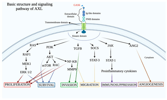 Cells | Free Full-Text | Signaling Pathways of AXL Receptor Tyrosine Kinase Contribute to the ...