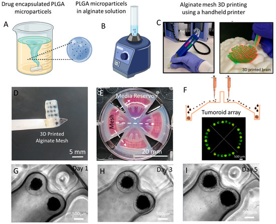 In Vitro Glioblastoma Model on a Plate for Localized Drug Release Study ...