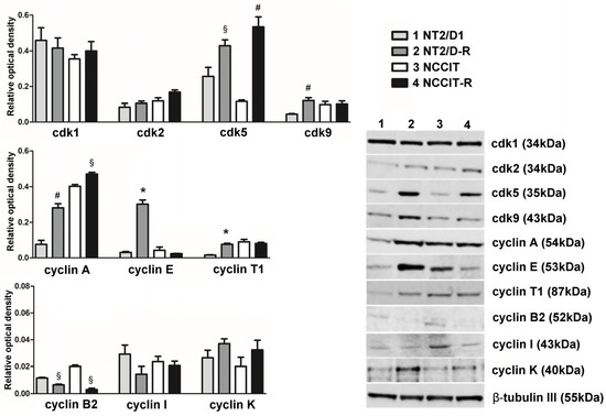 The CDK Inhibitor Dinaciclib Improves Cisplatin Response in ...