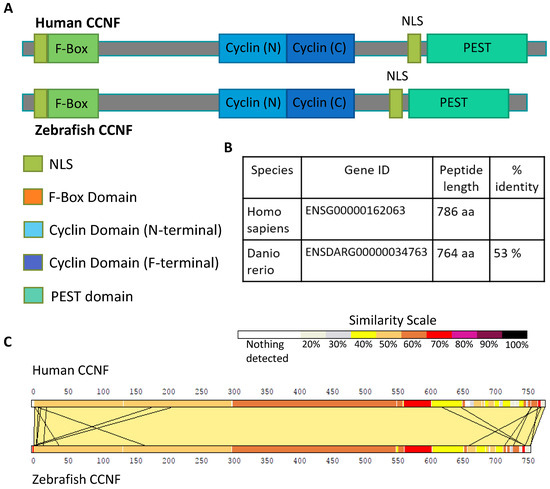 Zebrafish CCNF and FUS Mediate Stress-Specific Motor Responses